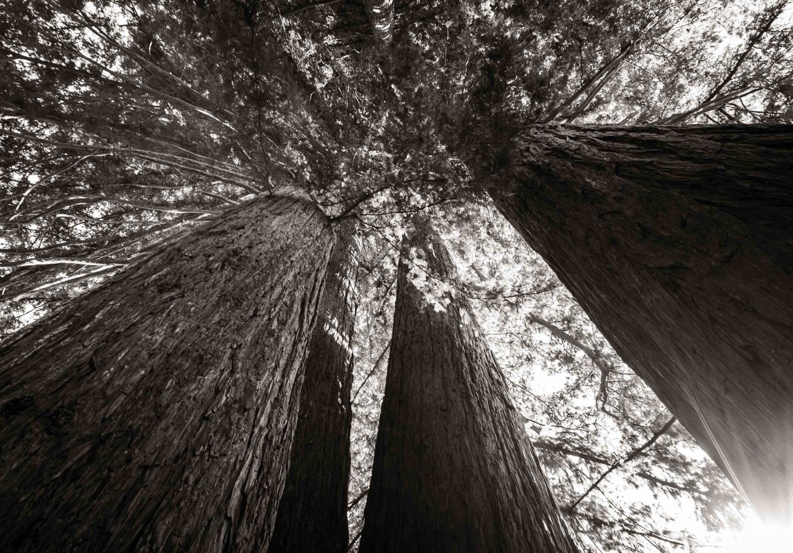 Syrah - Peay Vineyards